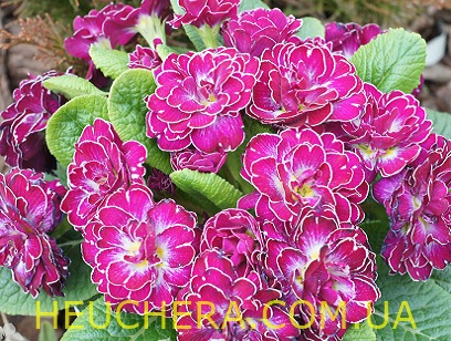 примула Candy Frost — купити з доставкою по Україні